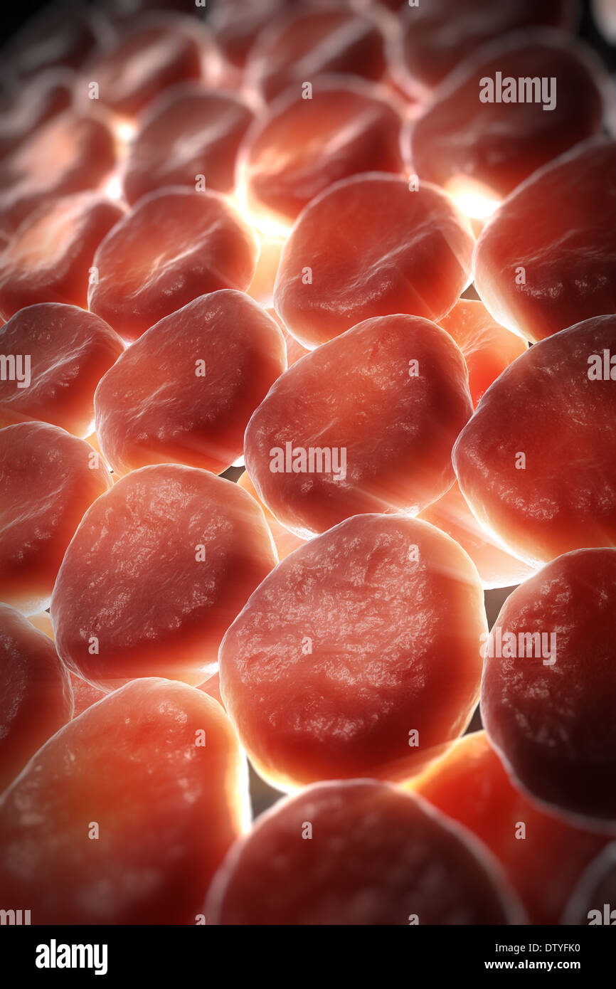 Red Blood Cells Stock Photo - Alamy