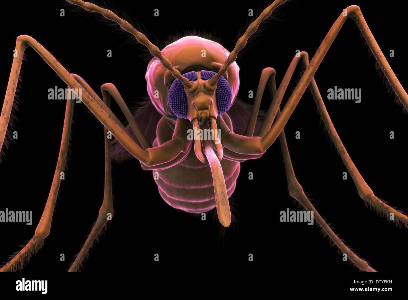 Hematophagy hi-res stock photography and images - Alamy