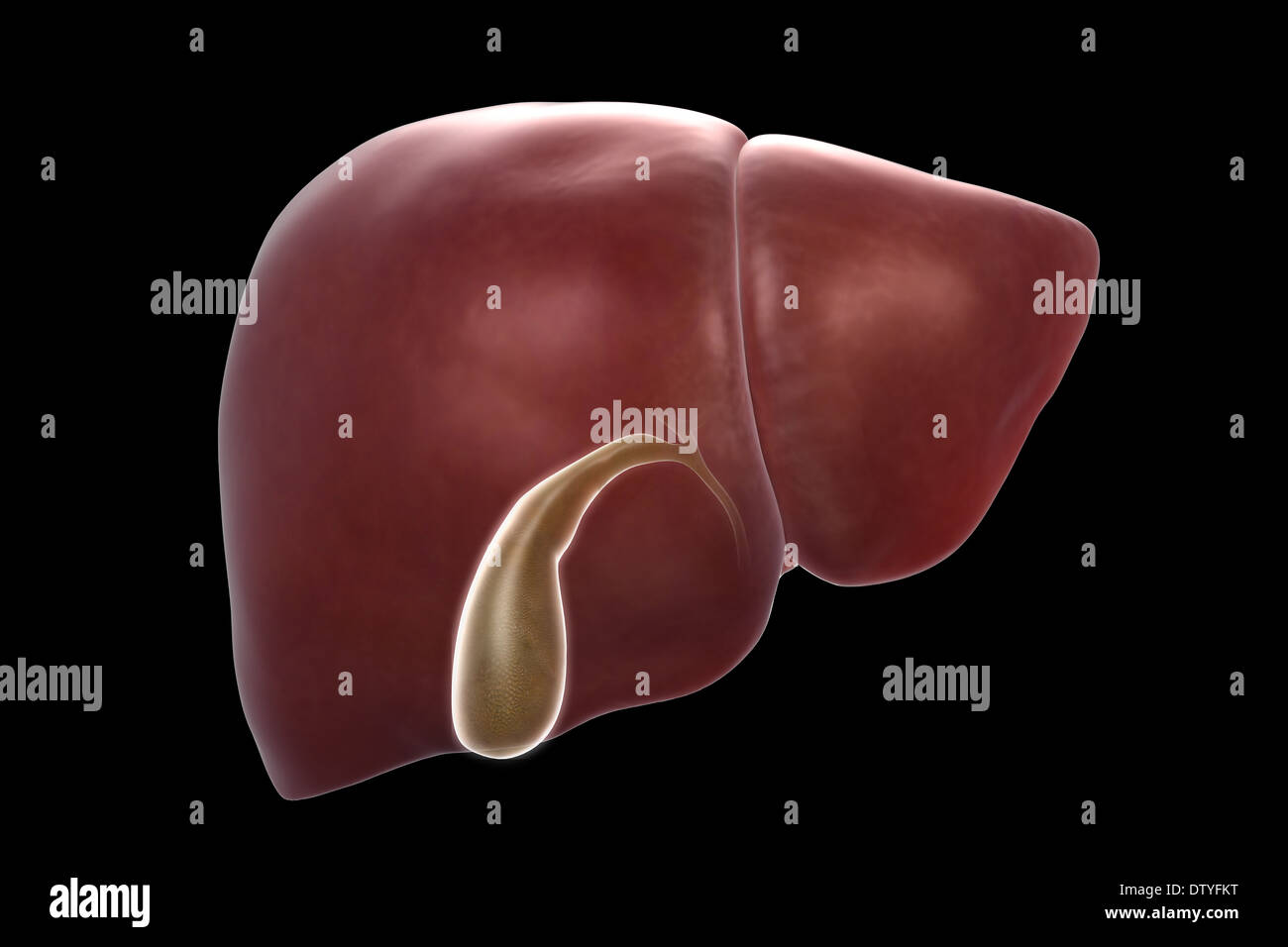 Liver and Gallbladder Stock Photo - Alamy