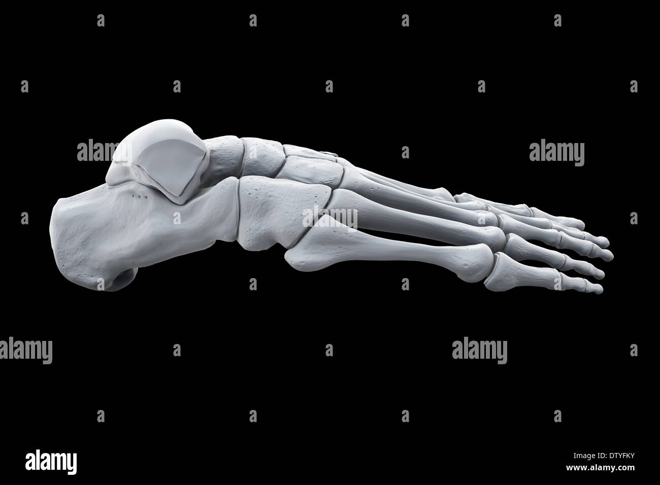 Cuboid bones hi-res stock photography and images - Alamy