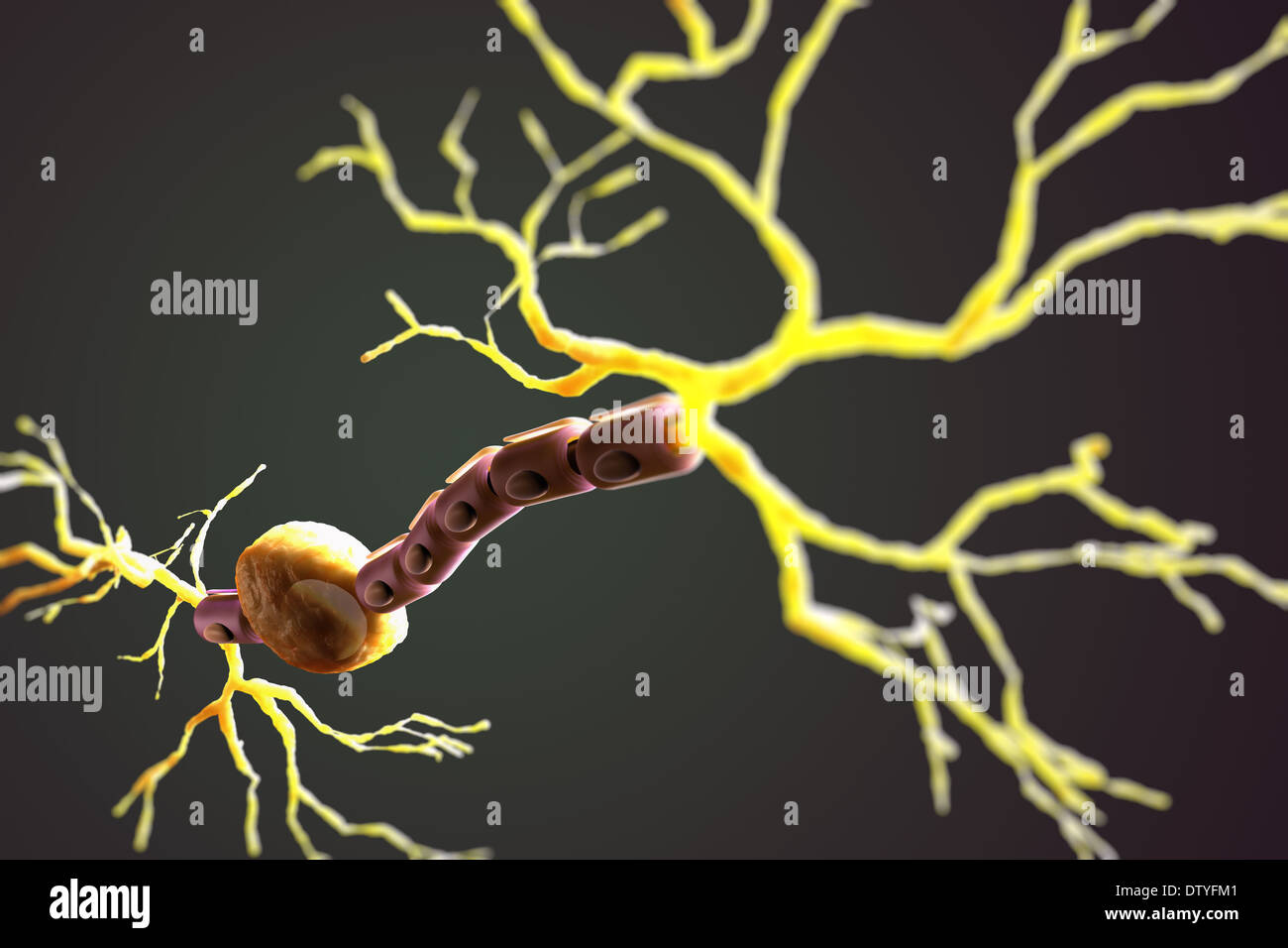 Bipolar Neuron High Resolution Stock Photography and Images - Alamy