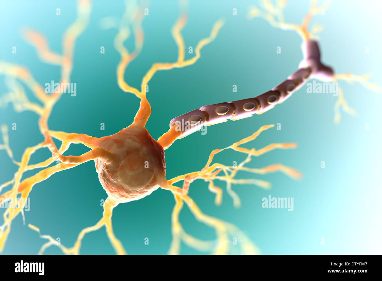 Multipolar neuron hi-res stock photography and images - Alamy