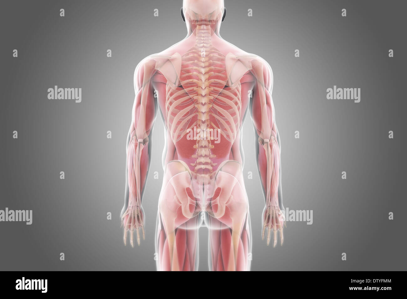 Rear view male pelvis sacrum hi-res stock photography and images - Alamy
