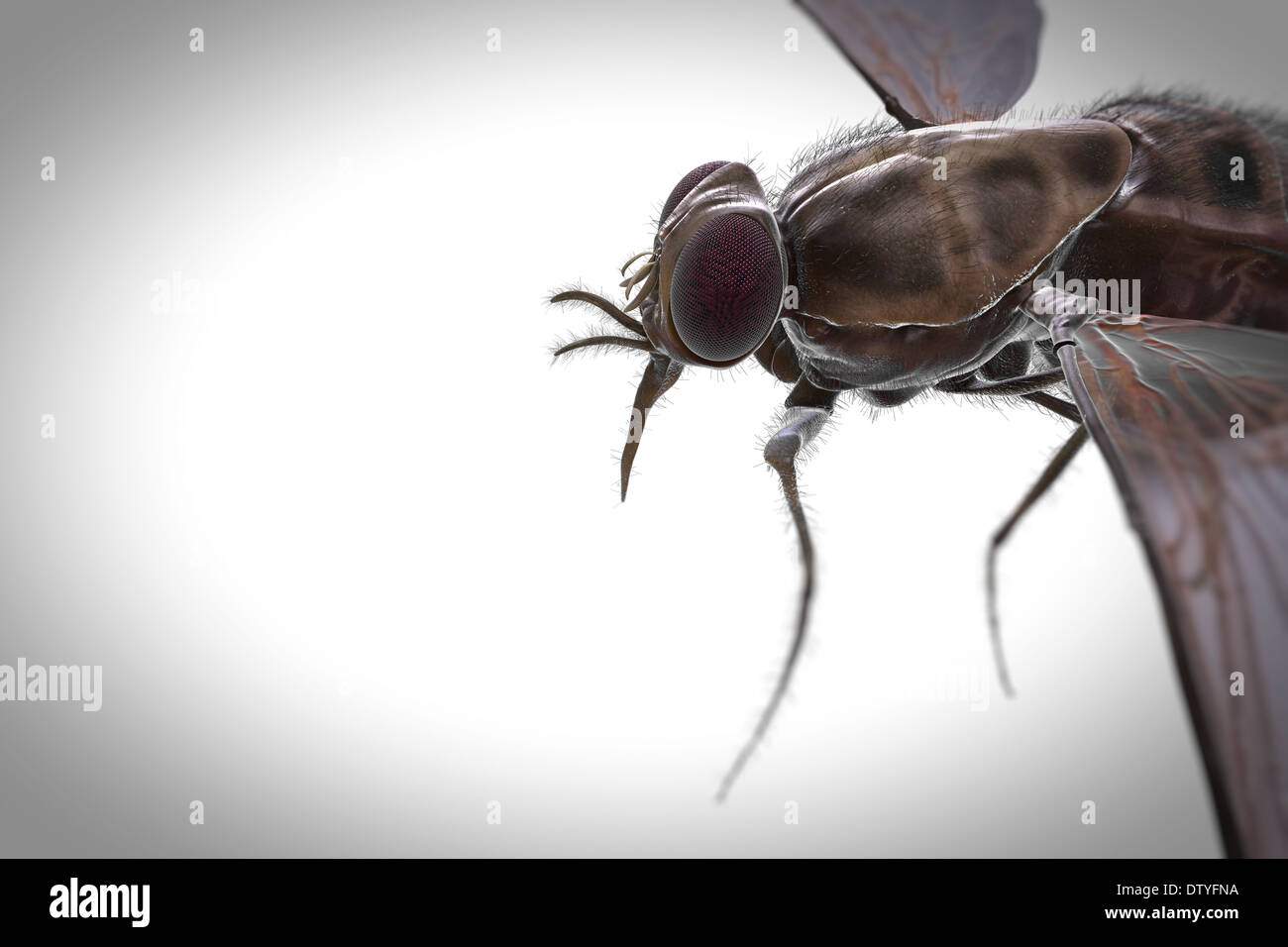 Trypanosoma brucei hi-res stock photography and images - Alamy