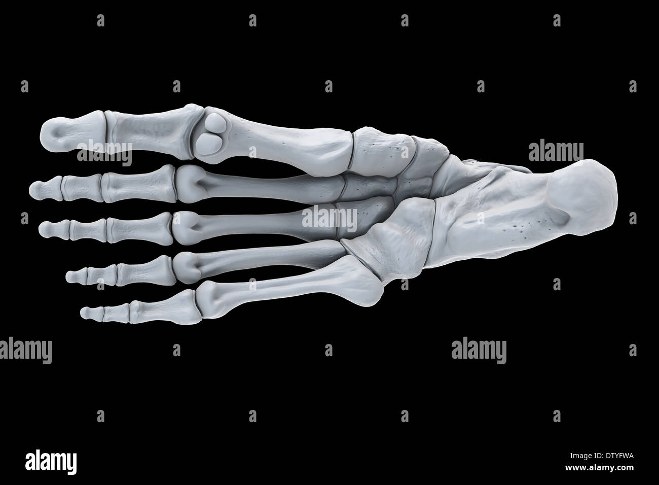 Cuboid bones hi-res stock photography and images - Alamy