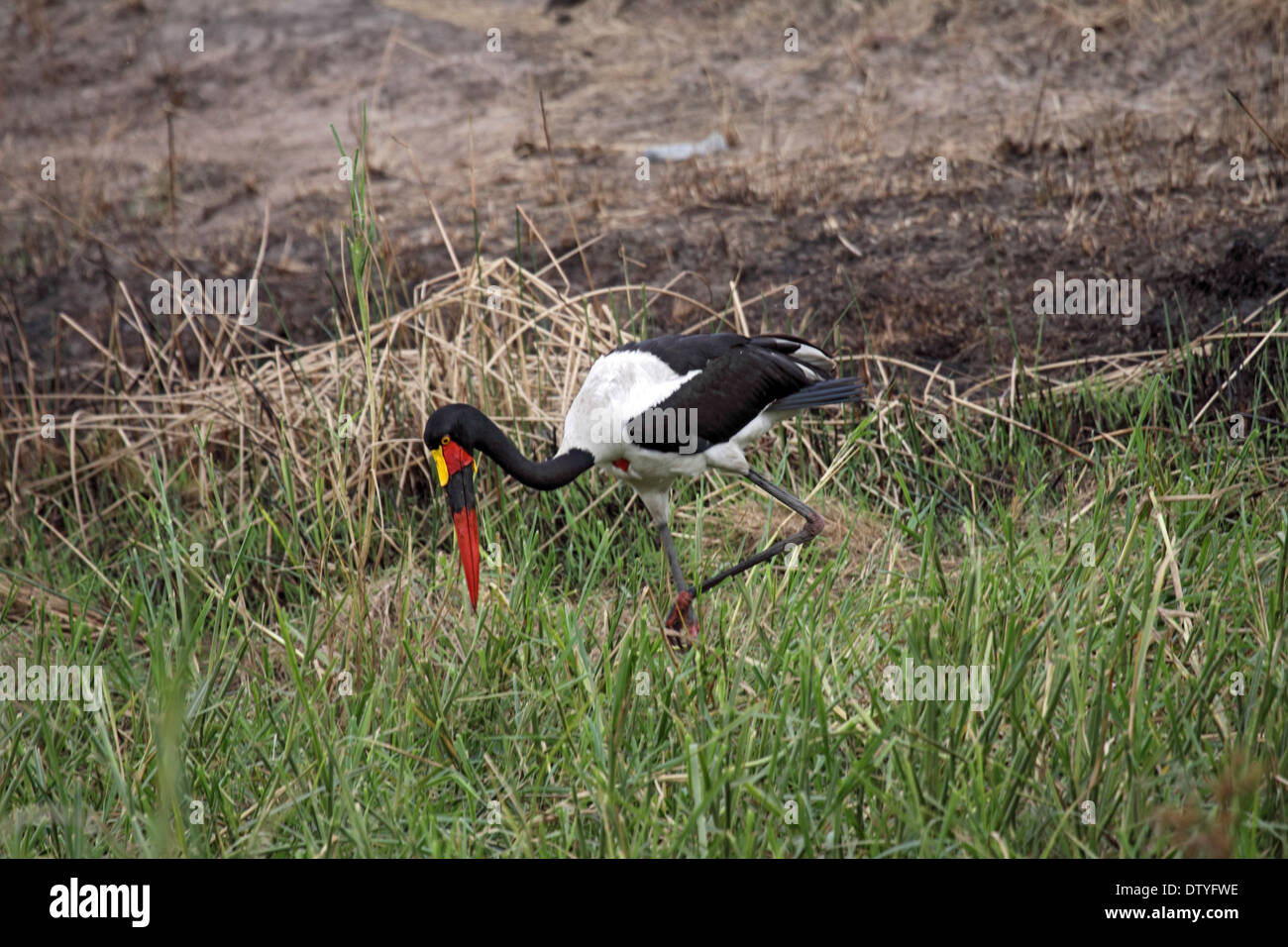 Saddle billed stork hunting in marshy ground in Uganda Stock Photo - Alamy