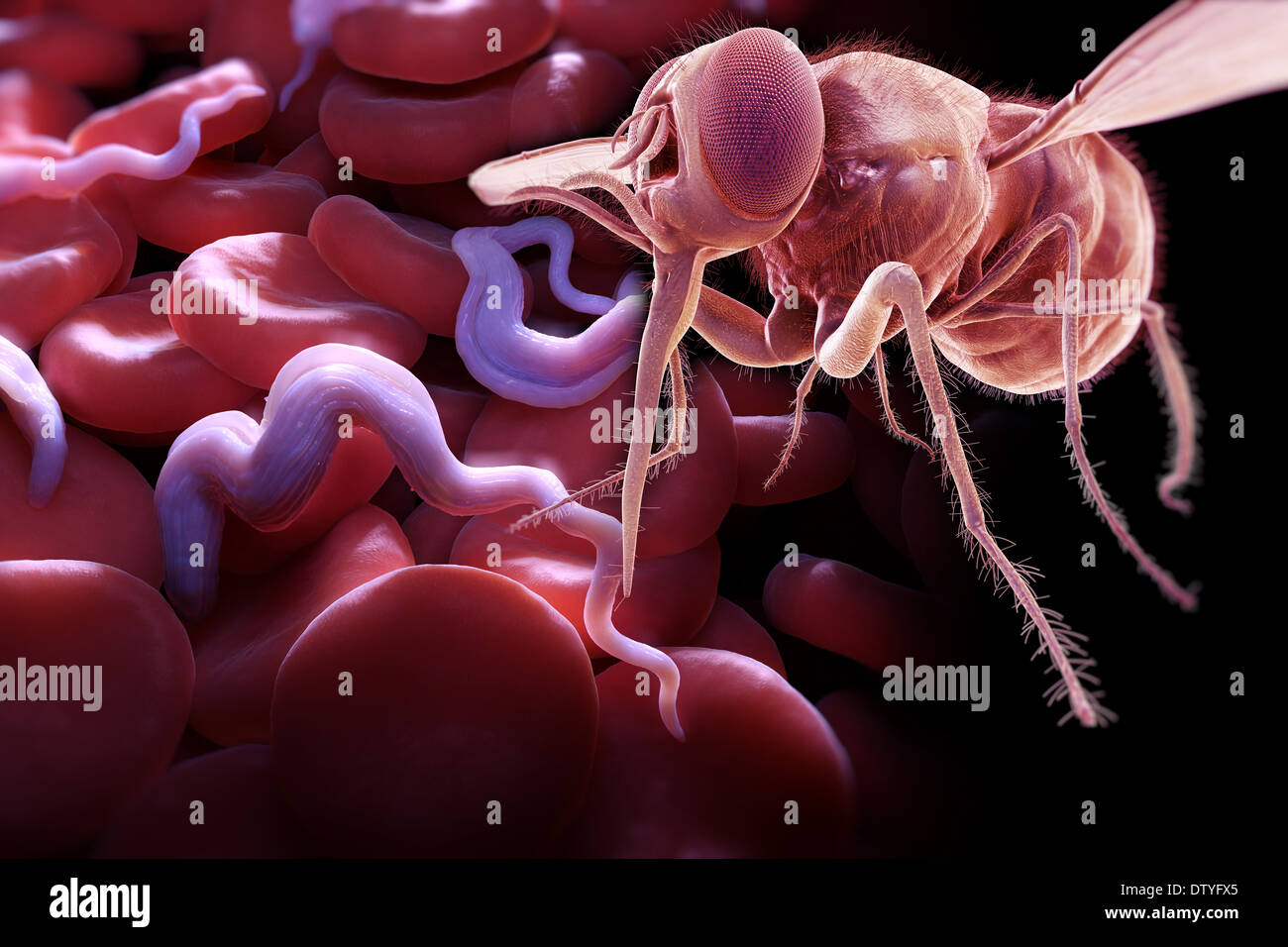 Trypanosoma parasite hi-res stock photography and images - Alamy