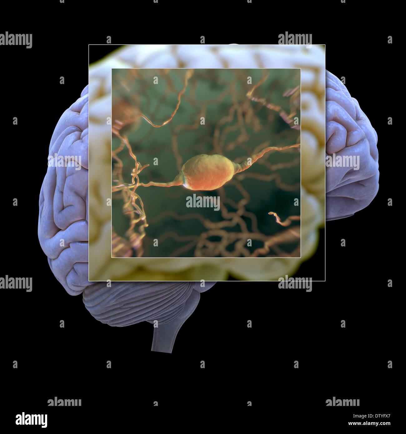 Bipolar cell hi-res stock photography and images - Alamy