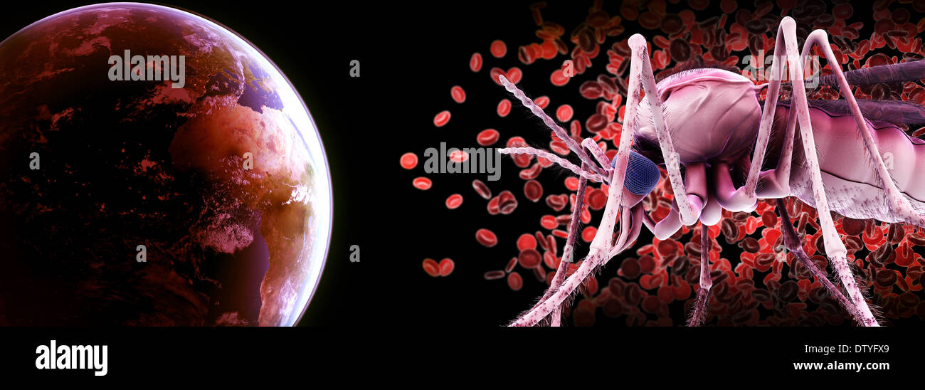 Red blood cell malaria hi-res stock photography and images - Alamy