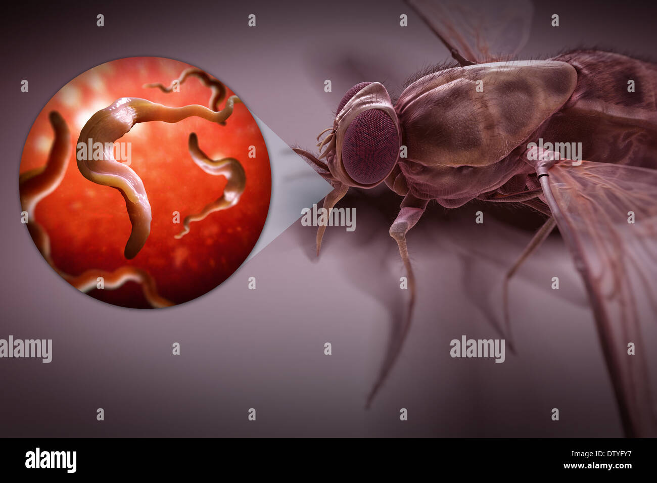 Trypanosoma brucei hi-res stock photography and images - Alamy