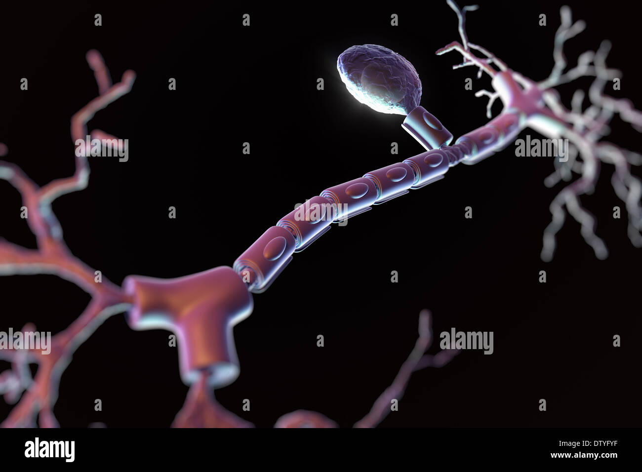 Unipolar neuron hi-res stock photography and images - Alamy