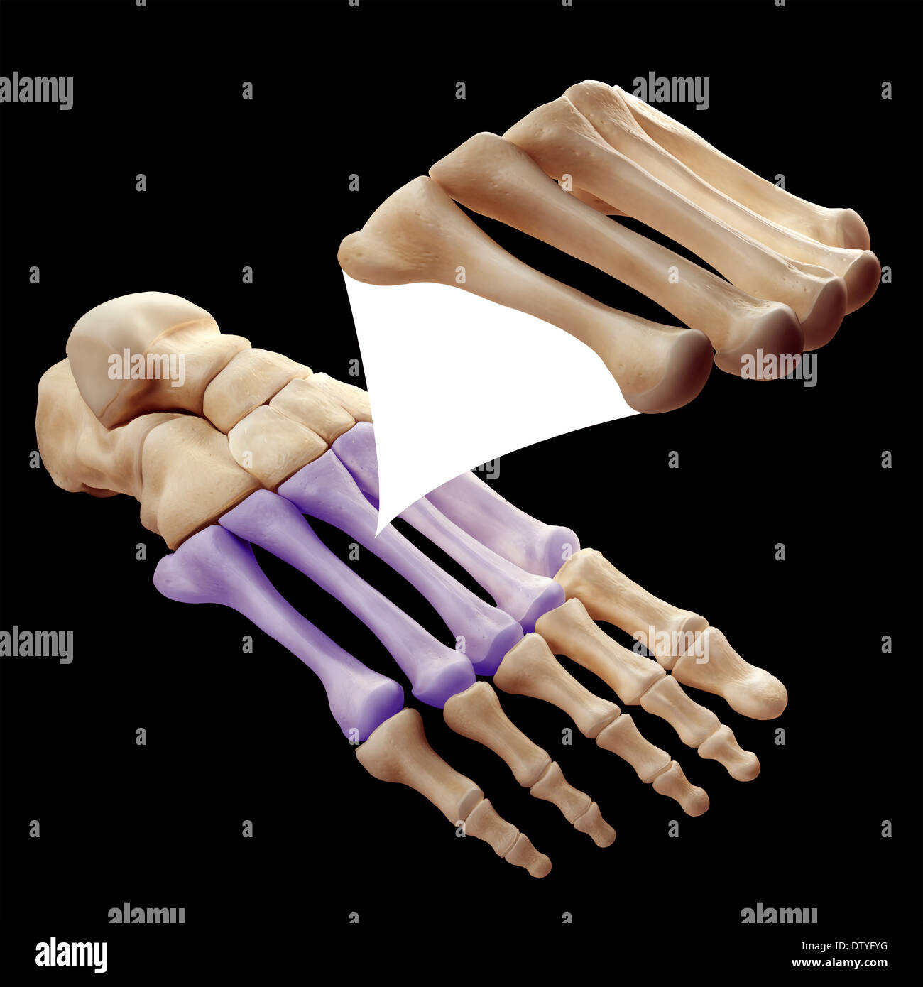 Metatarsals hi-res stock photography and images - Alamy