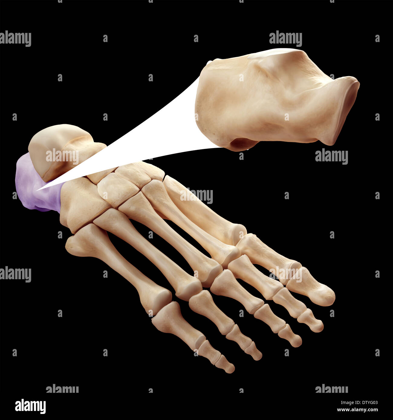 Calcaneus Stock Photos & Calcaneus Stock Images - Alamy