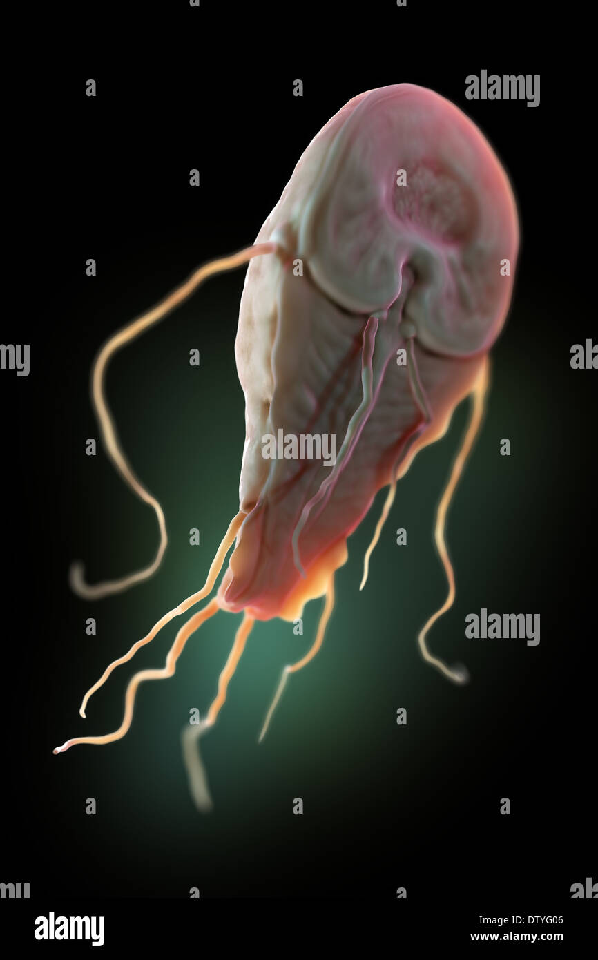 Trophozoite hi-res stock photography and images - Alamy