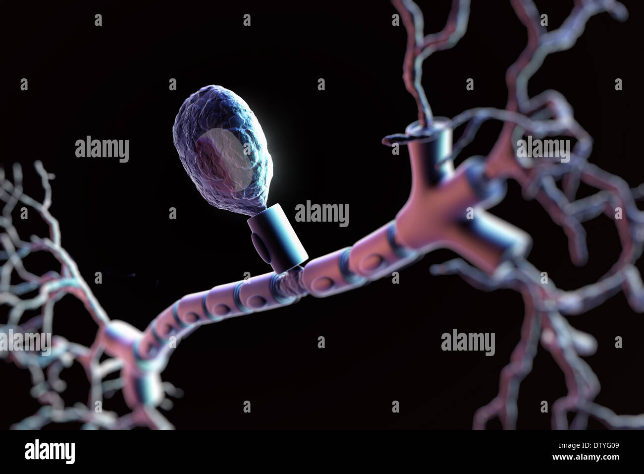 Unipolar neuron hi-res stock photography and images - Alamy