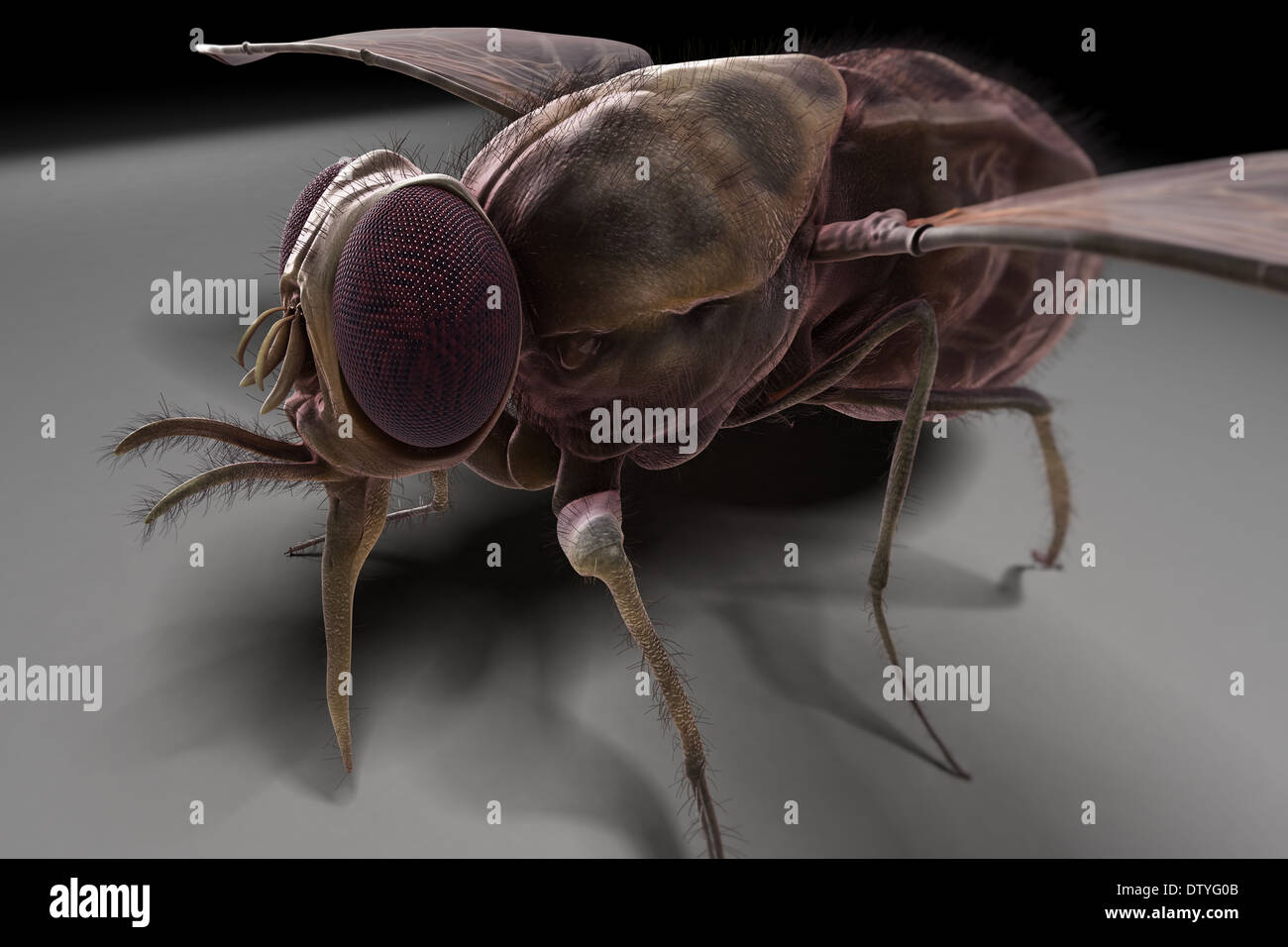 Glossina palpalis hi-res stock photography and images - Alamy