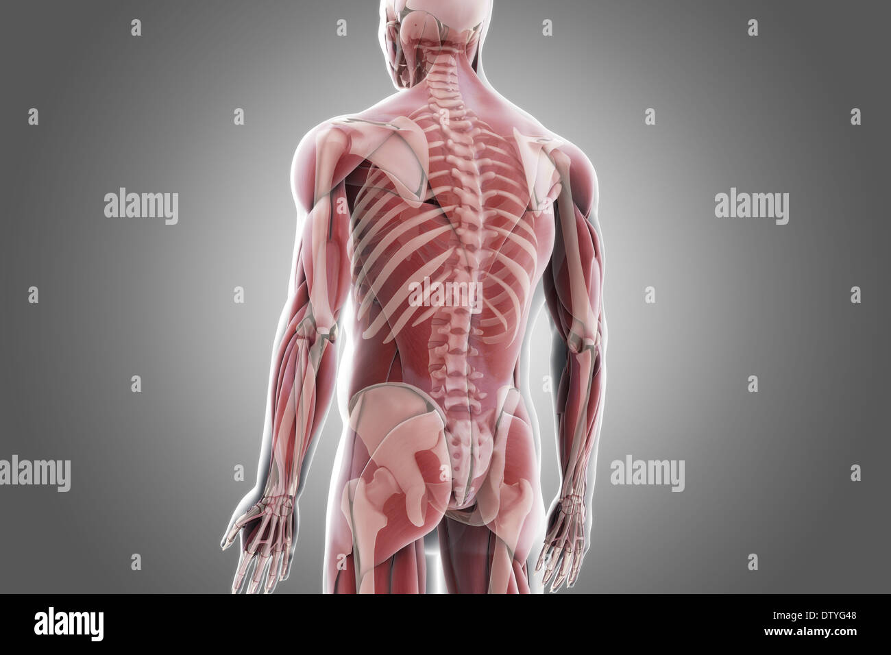 Human musculoskeletal system, hi-res stock photography and images - Alamy