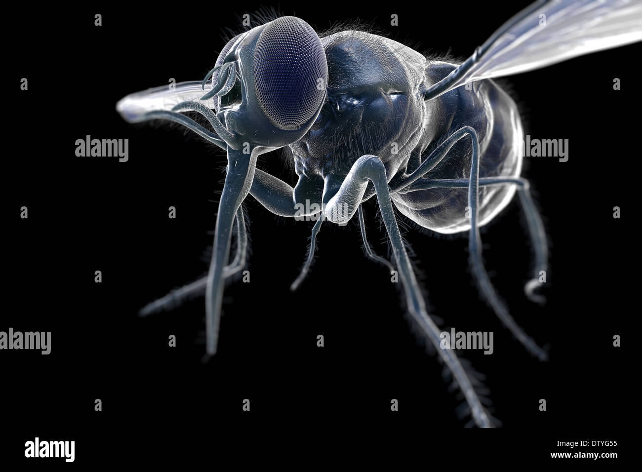 Sleeping sickness tsetse hi-res stock photography and images - Alamy