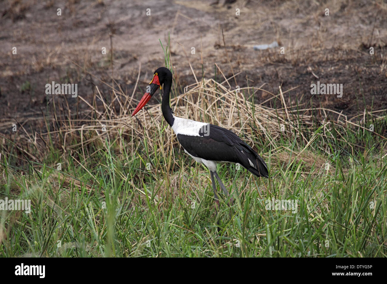 Saddle billed stork hunting in marshy ground in Uganda Stock Photo - Alamy