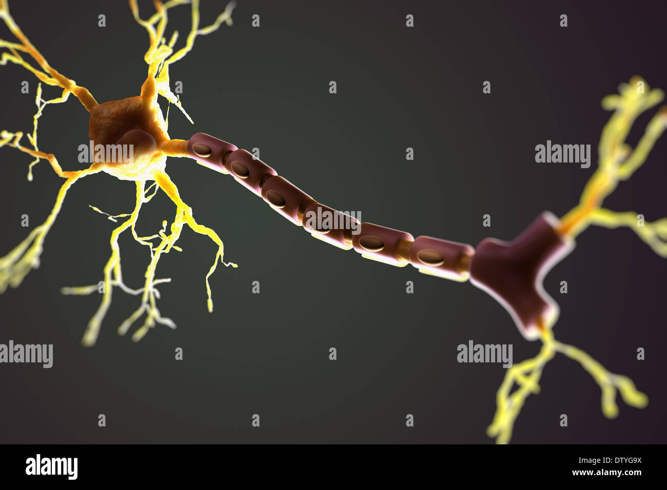 Multipolar neuron hi-res stock photography and images - Alamy