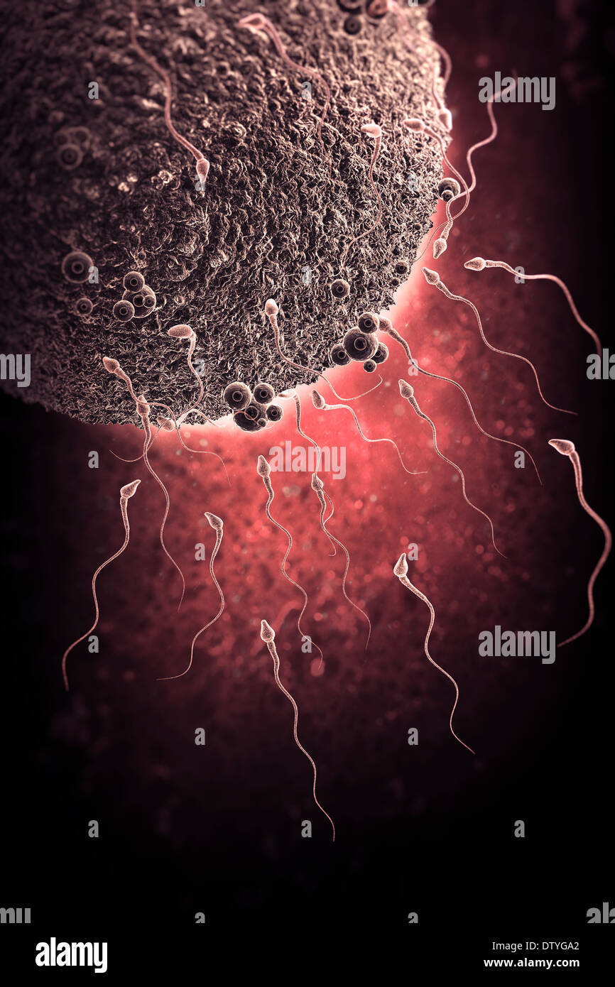 Unfertilized egg cell hi-res stock photography and images - Alamy