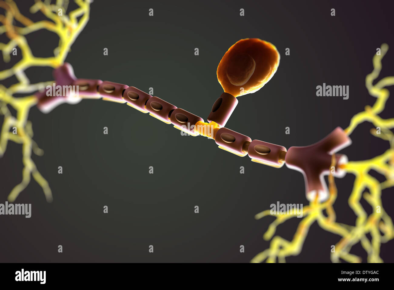 Unipolar neuron hi-res stock photography and images - Alamy