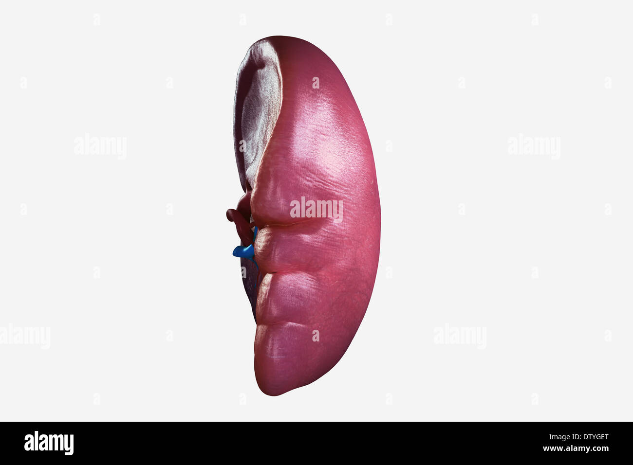 Spleen hi-res stock photography and images - Alamy