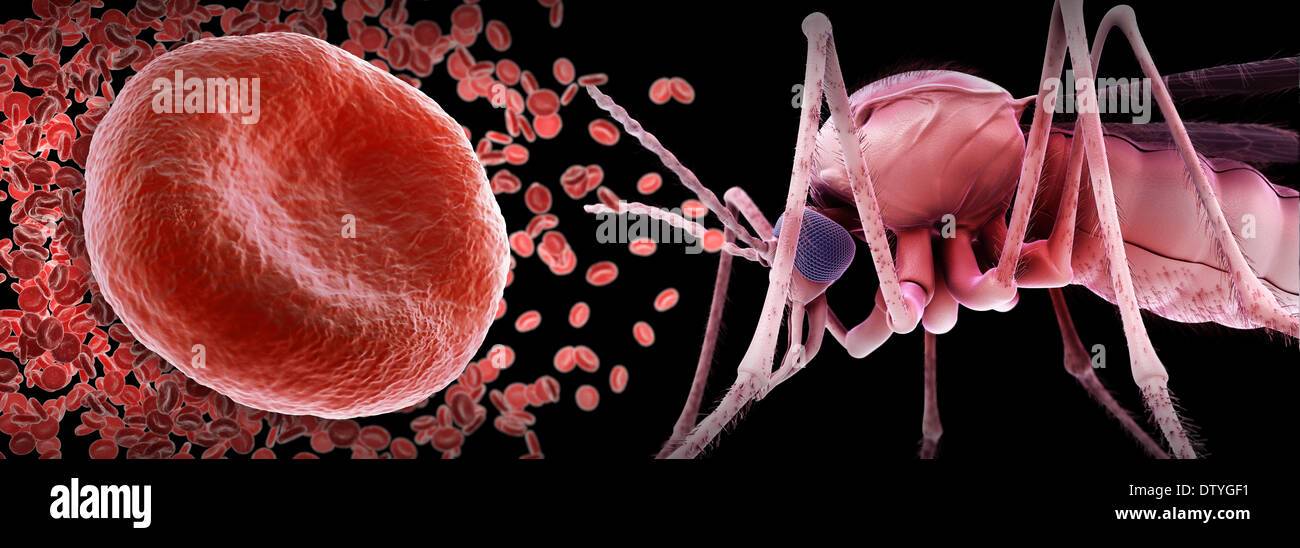 Red blood cell damage hi-res stock photography and images - Alamy