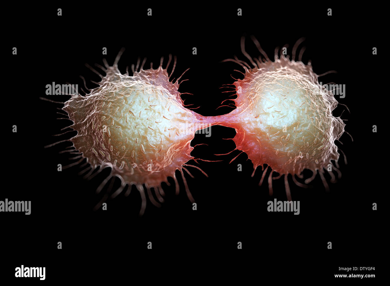 Colon Cancer Cells Stock Photo - Alamy