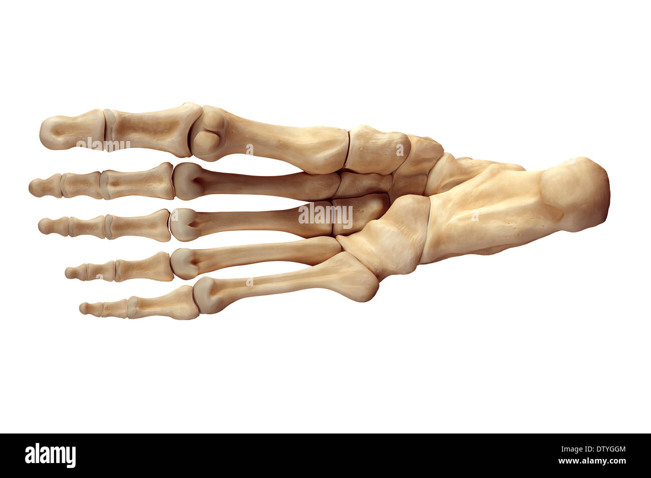 Cuboid bones Cut Out Stock Images & Pictures - Alamy