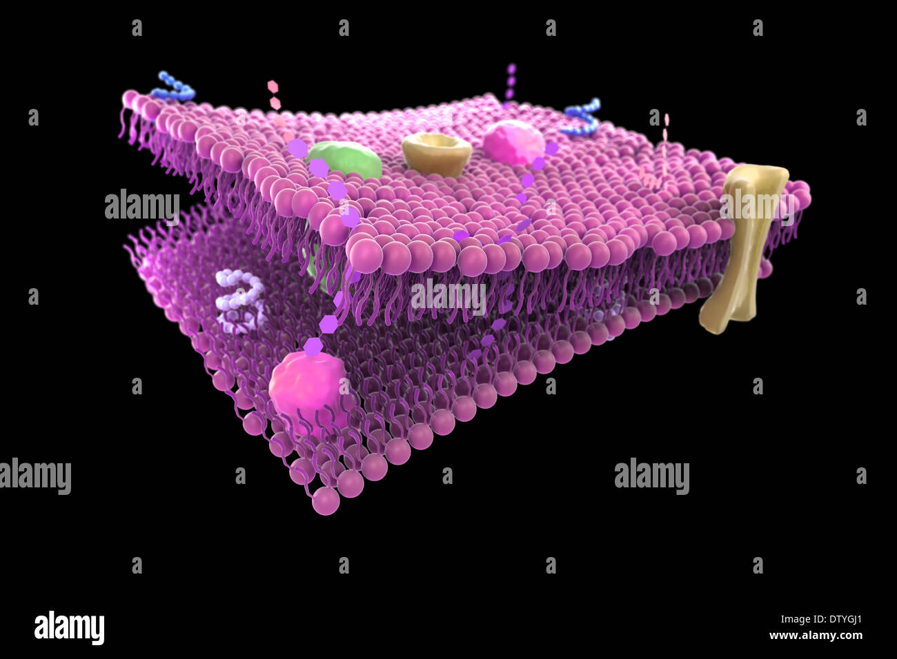 Phospholipids hi-res stock photography and images - Alamy