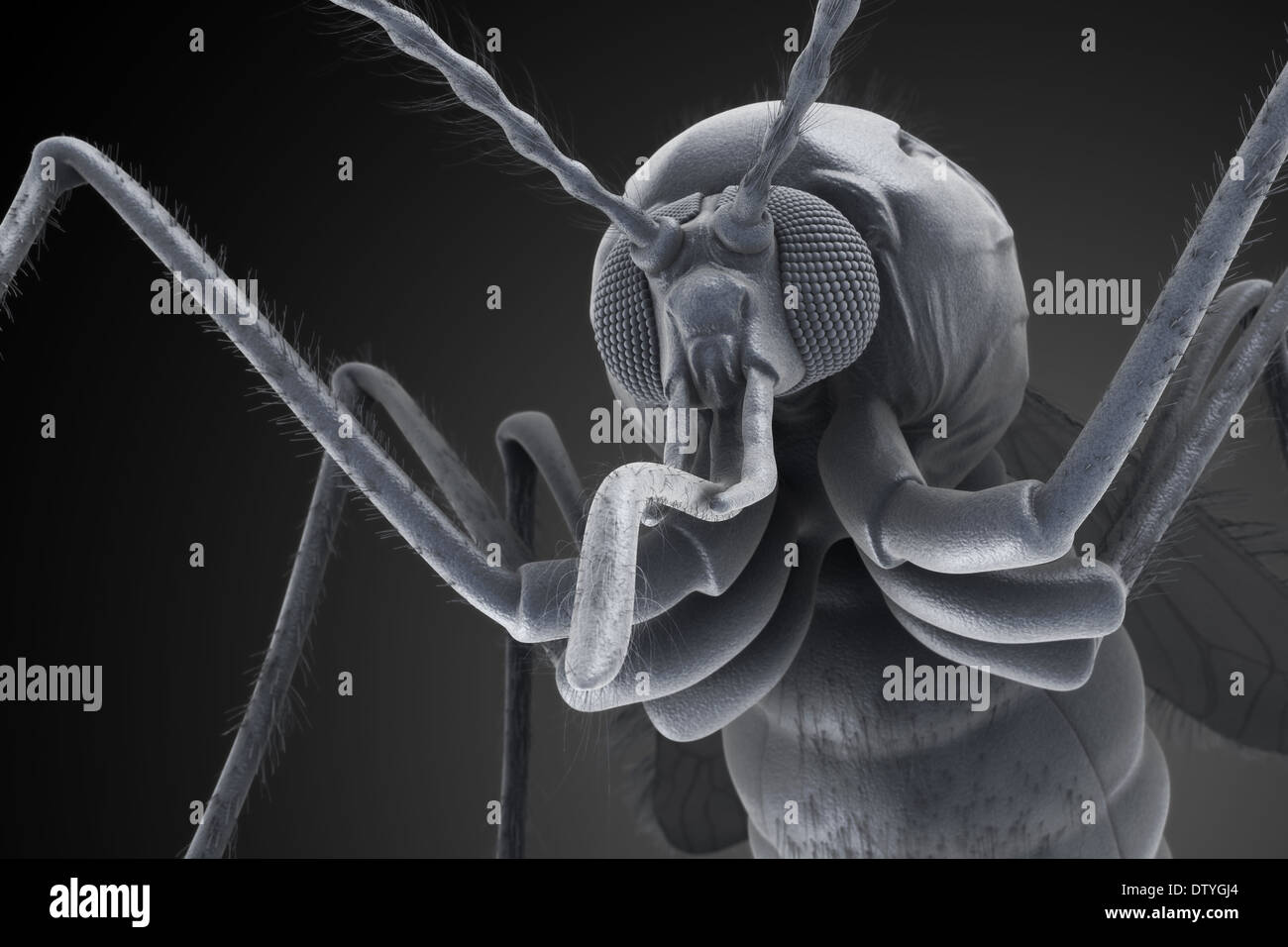 Anopheles hi-res stock photography and images - Alamy