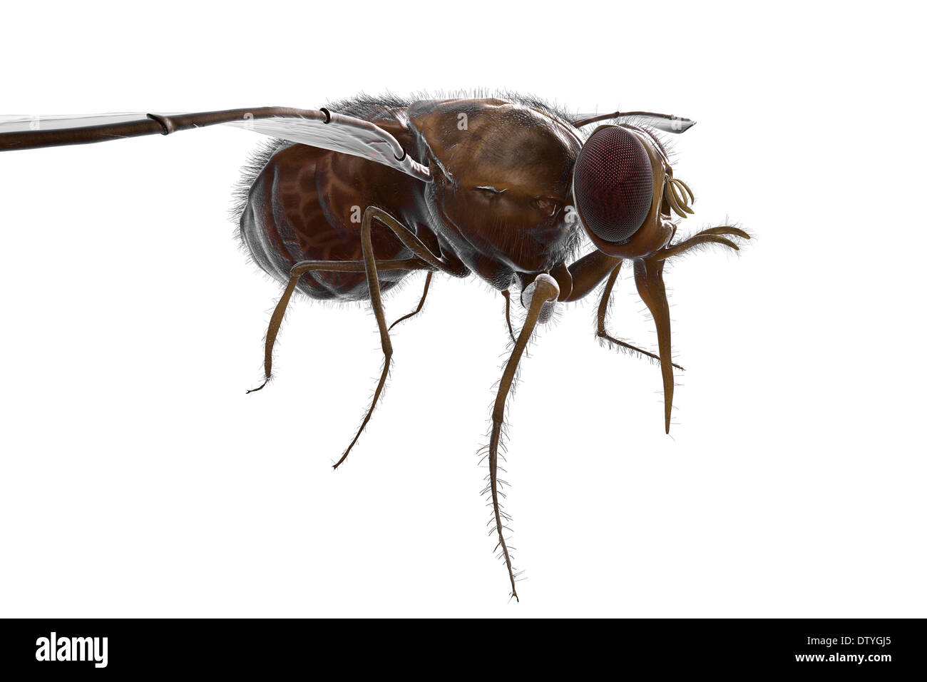 Tsetse Fly Stock Photo - Alamy