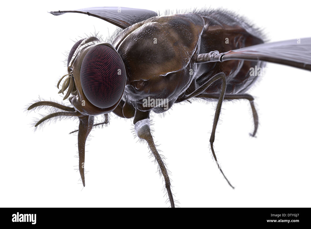 Trypanosoma brucei hi-res stock photography and images - Alamy