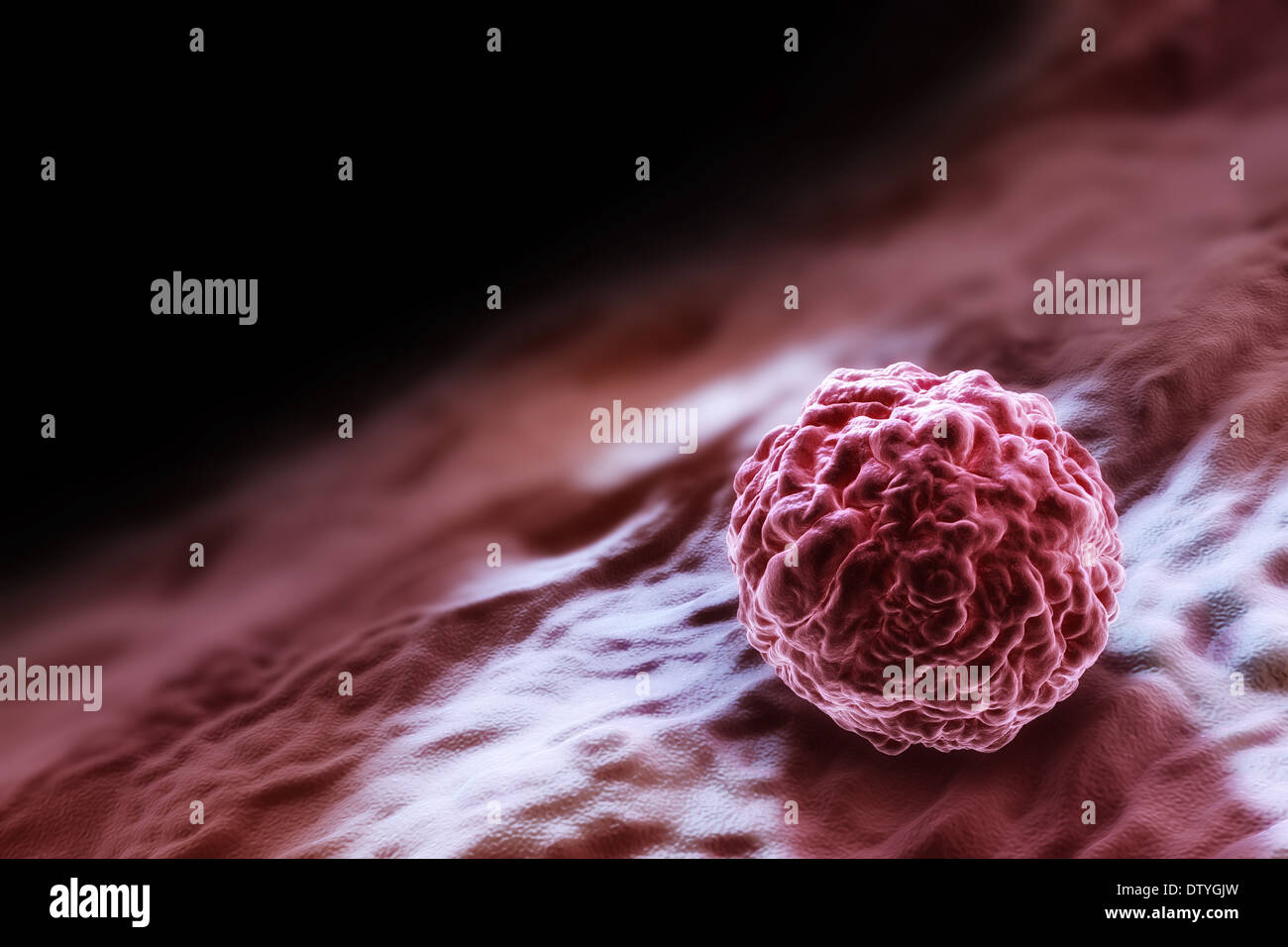 Embryonic Stem Cell Stock Photo - Alamy