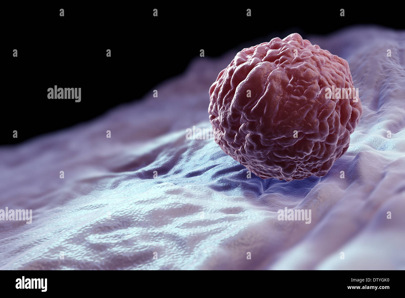 Embryonic Stem Cell Stock Photo - Alamy