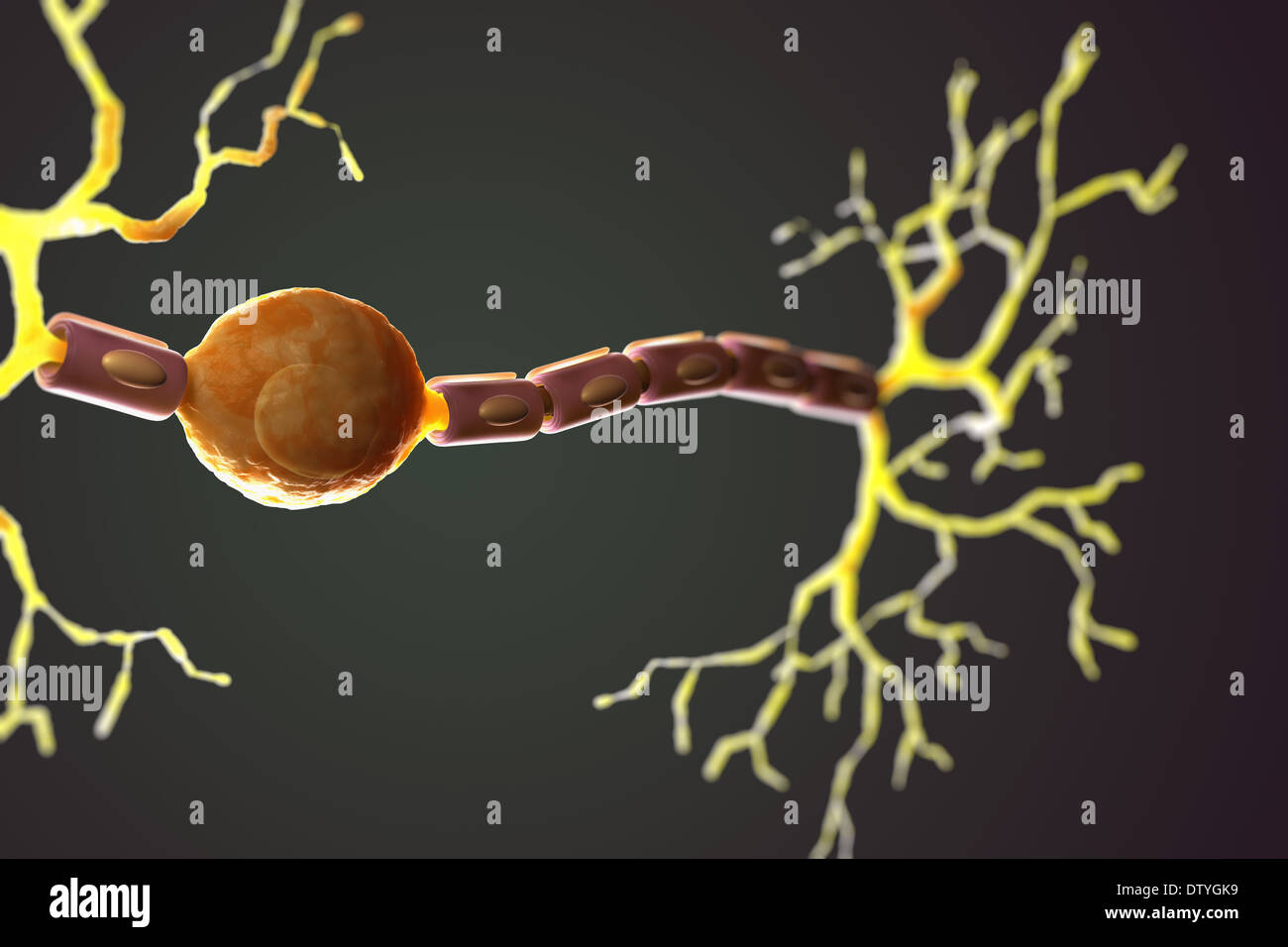 Bipolar neuron hi-res stock photography and images - Alamy
