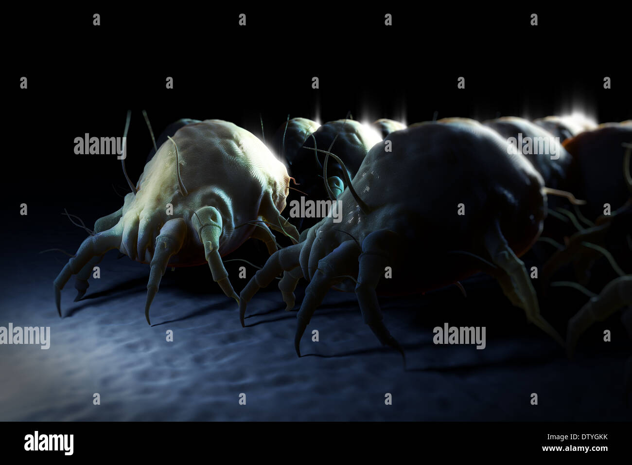 House dust mites hi-res stock photography and images - Alamy