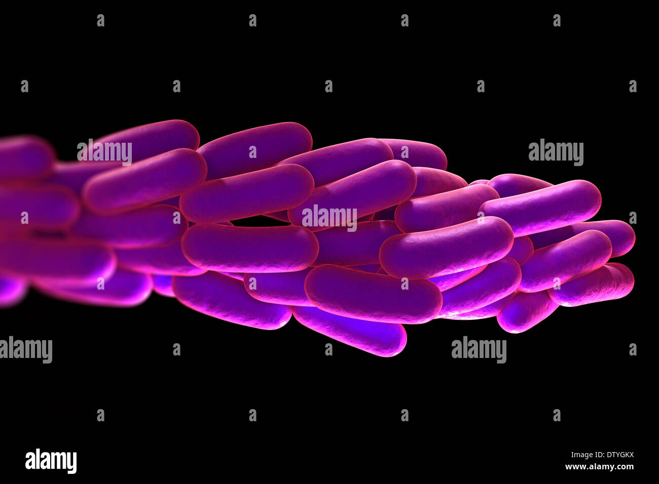 Legionella pneumophila hi-res stock photography and images - Alamy