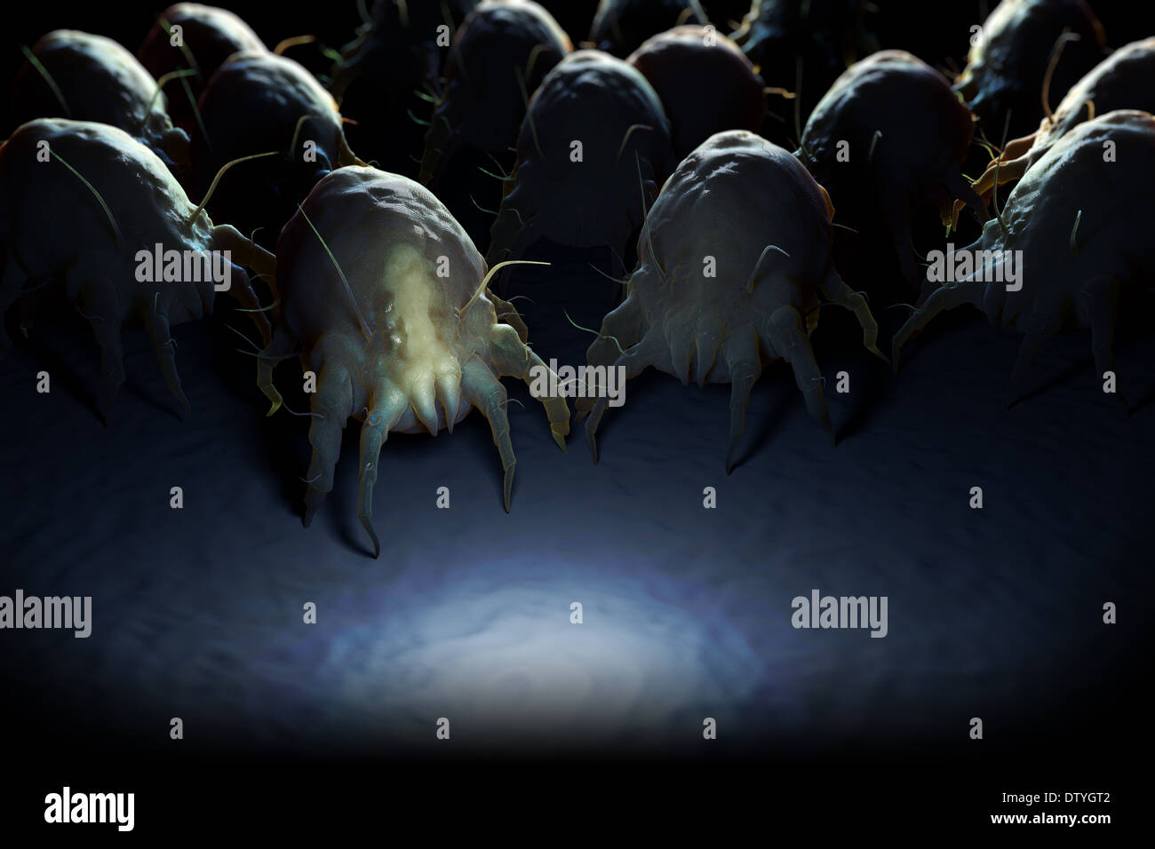 House Dust Mites Stock Photo - Alamy
