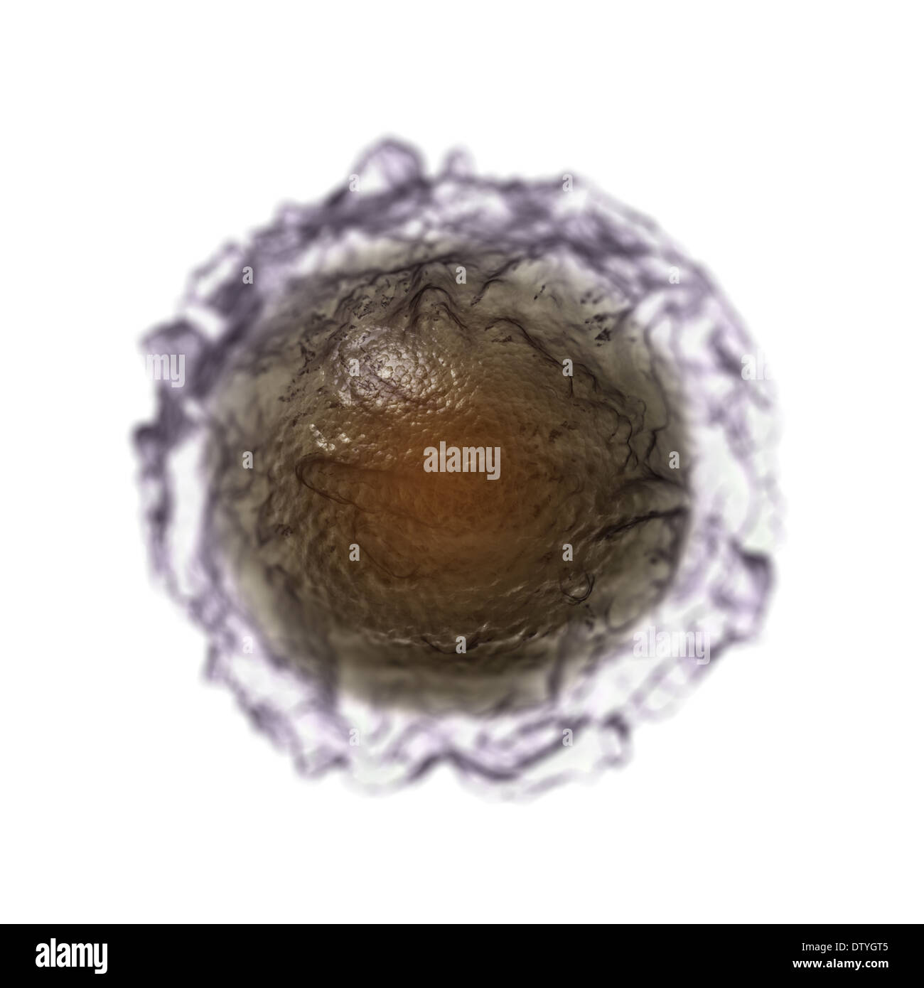 Transparent cells Cut Out Stock Images & Pictures - Alamy