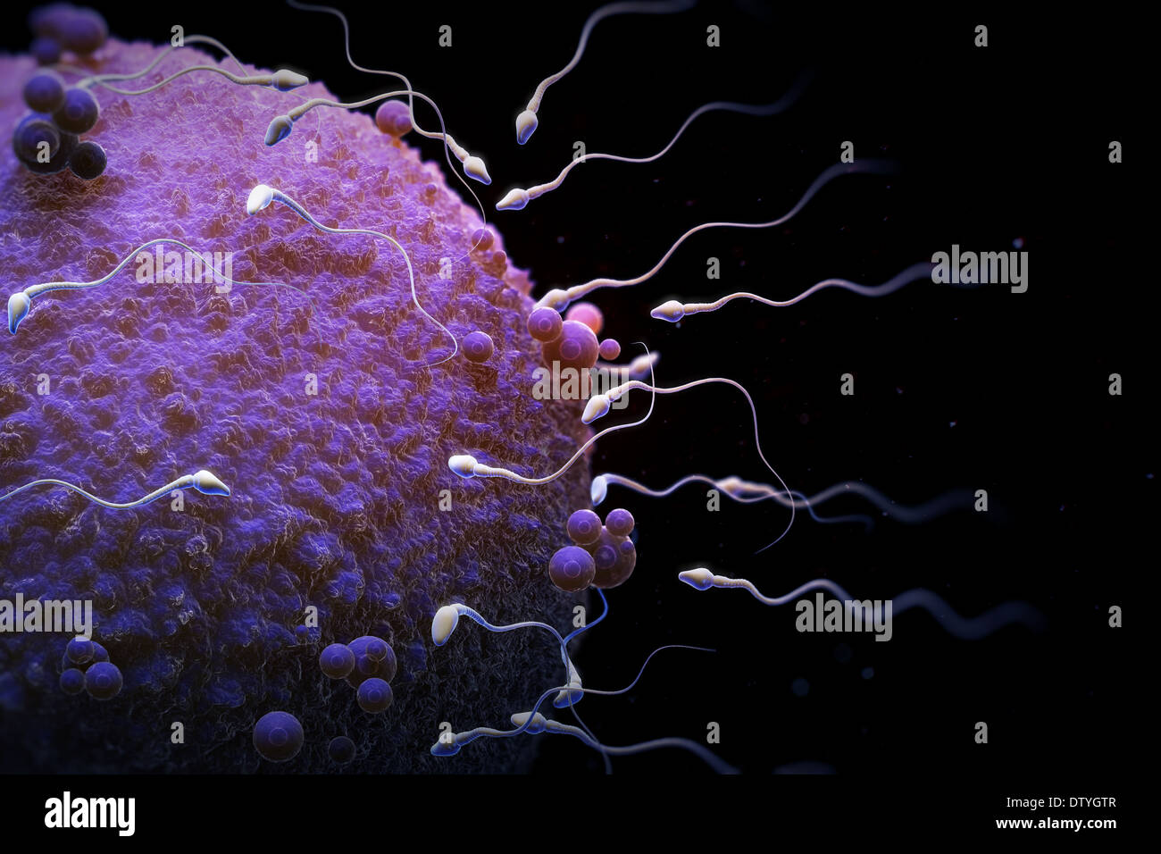 Unfertilized egg hi-res stock photography and images - Alamy