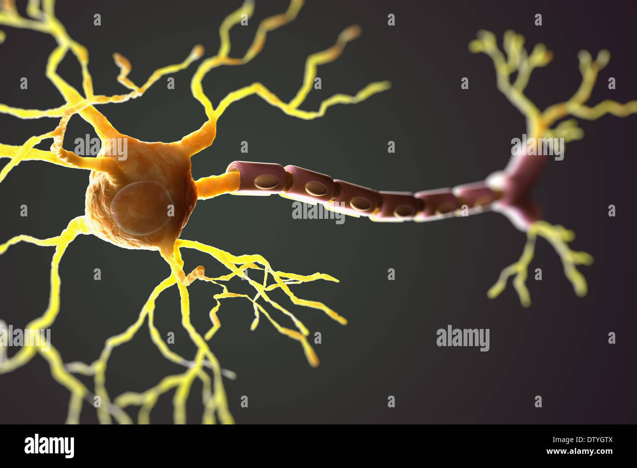 Multipolar neuron hi-res stock photography and images - Alamy