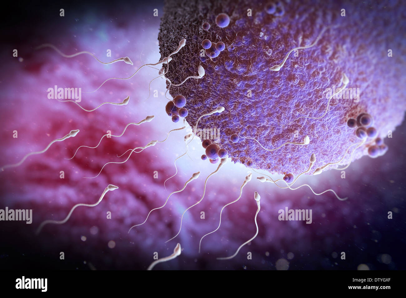 Unfertilized egg hi-res stock photography and images - Alamy