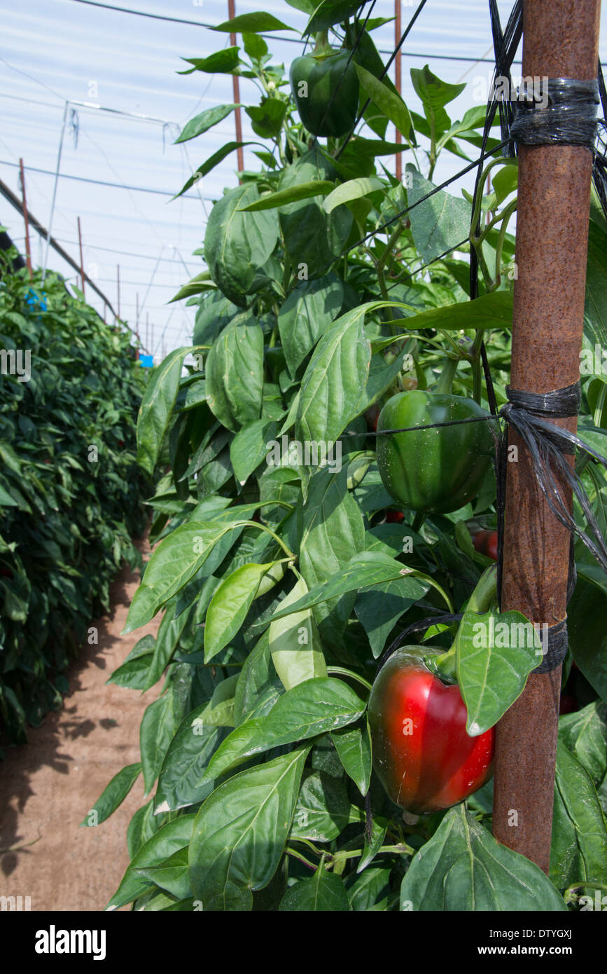 Central arava hi-res stock photography and images - Alamy