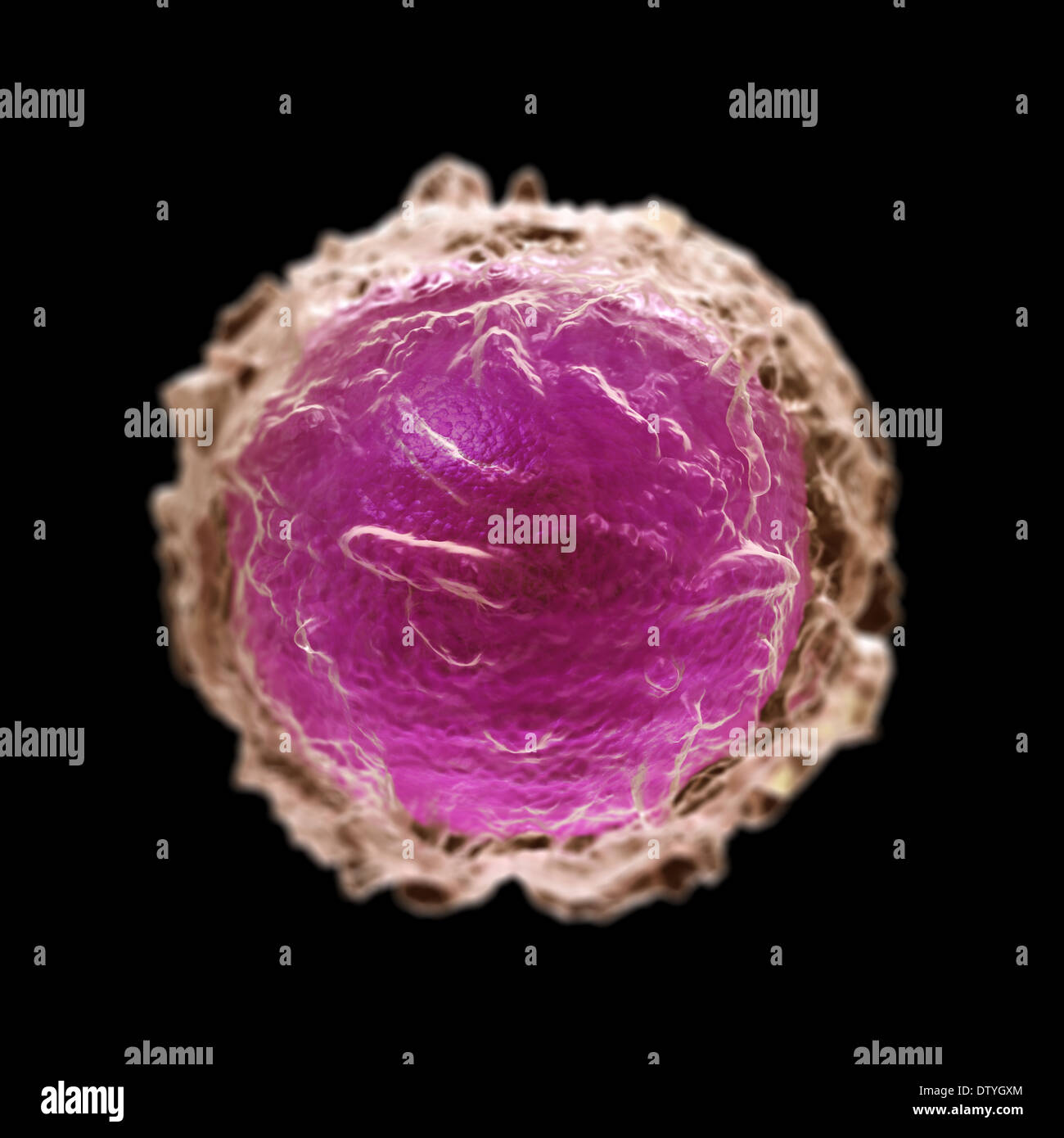 Lymphocyte cell hi-res stock photography and images - Alamy