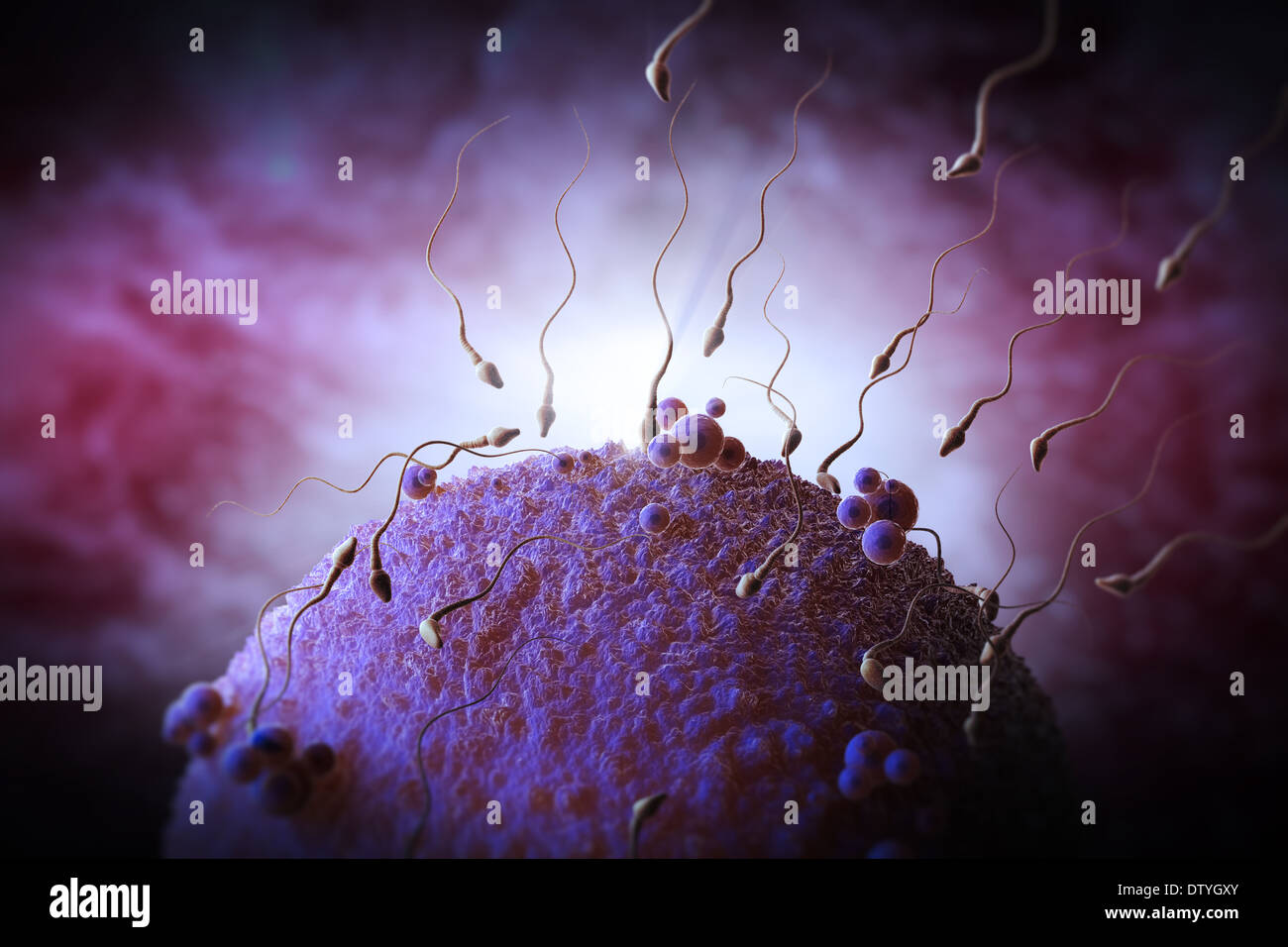 Human egg cell and sperm cells hi-res stock photography and images - Alamy