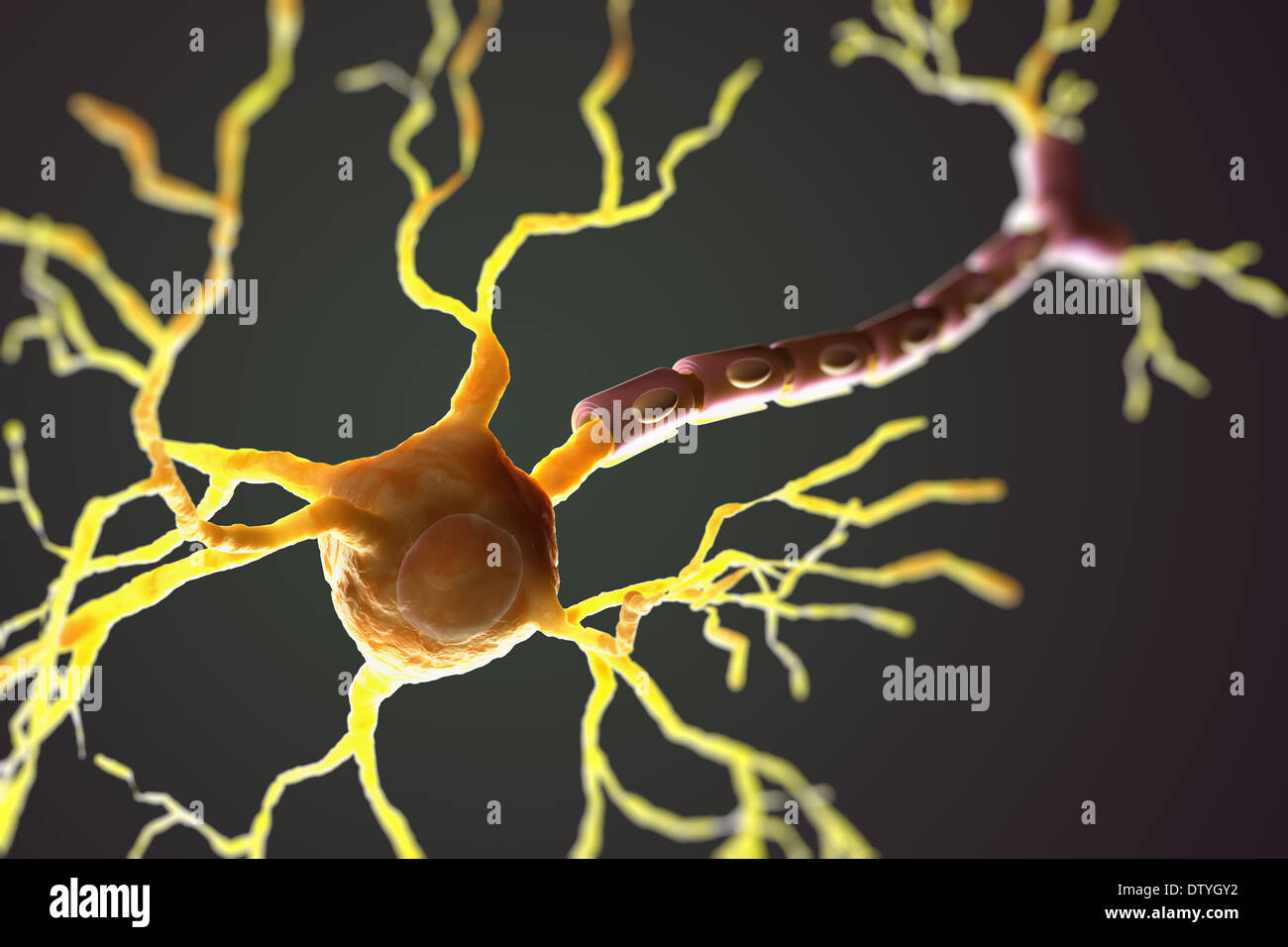 Multipolar neuron anatomy hi-res stock photography and images - Alamy