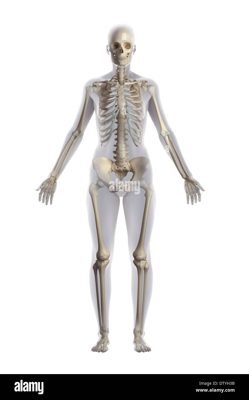 Skeletal Anatomy (Female Stock Photo - Alamy
