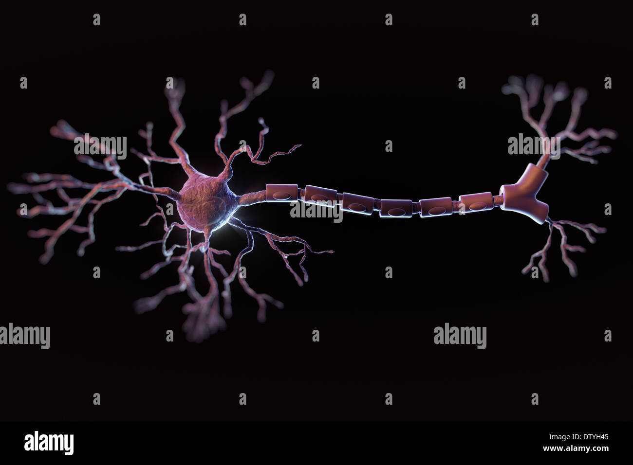 Multipolar Neuron High Resolution Stock Photography and Images - Alamy